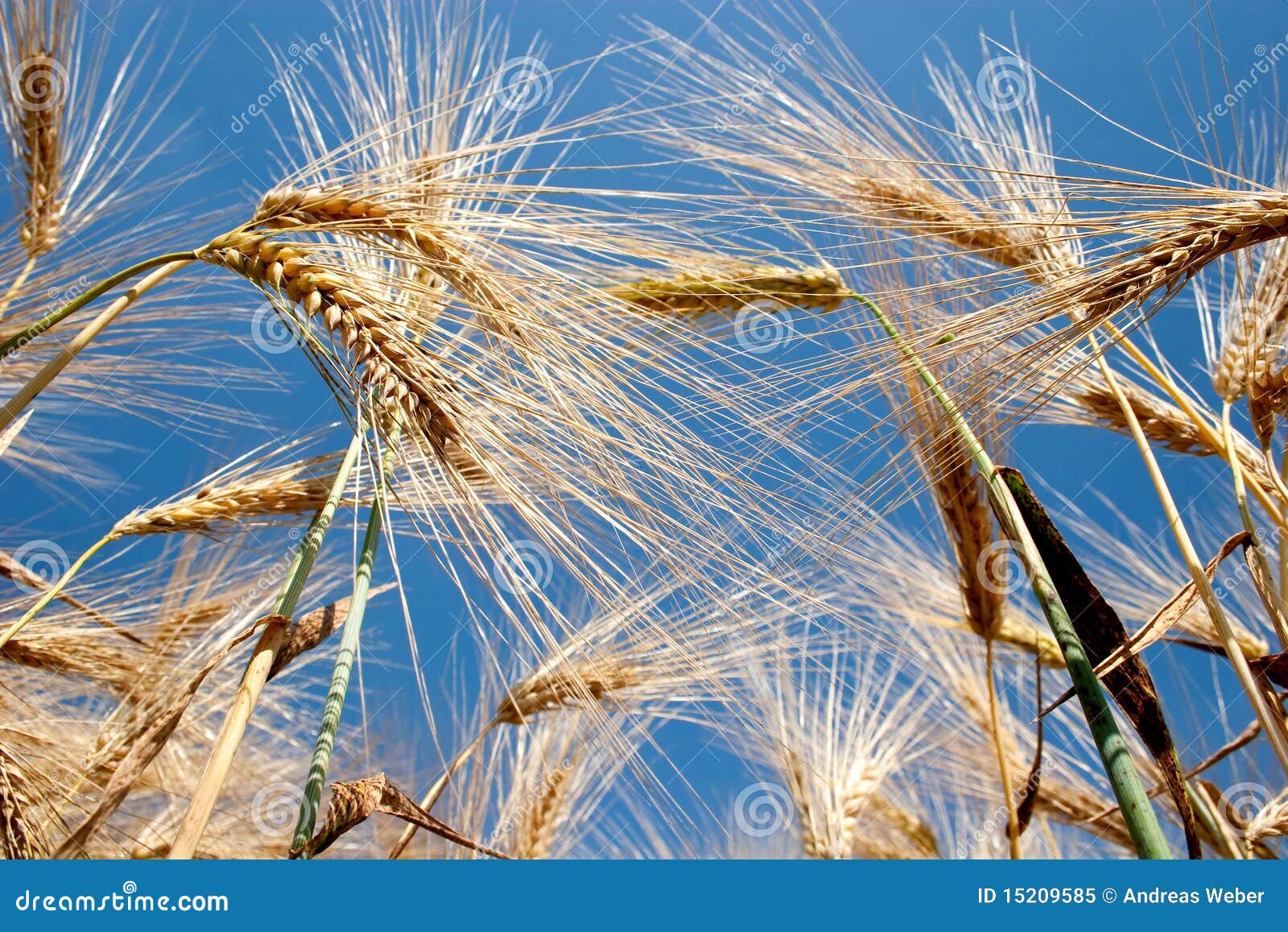 Campo Dell'orzo Davanti a Cielo Blu Immagine Stock - Immagine di dorato ...
