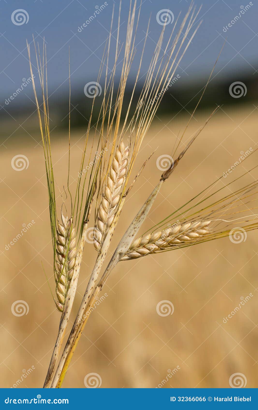 Campo Dell'orzo (hordeum Vulgare) Fotografia Stock - Immagine di maturo ...