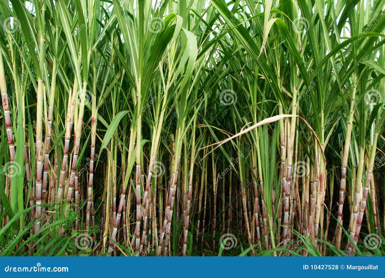 Campo Della Canna Da Zucchero Fotografia Stock - Immagine di ...