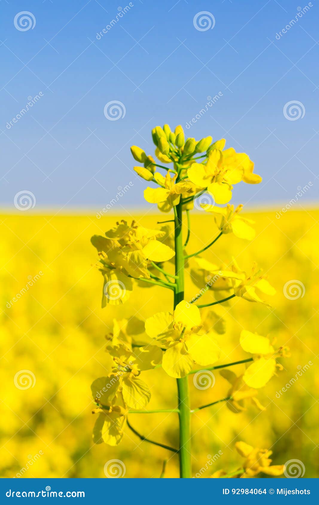 Campo Della Colza Del Fiore Nella Primavera Fotografia Stock - Immagine ...