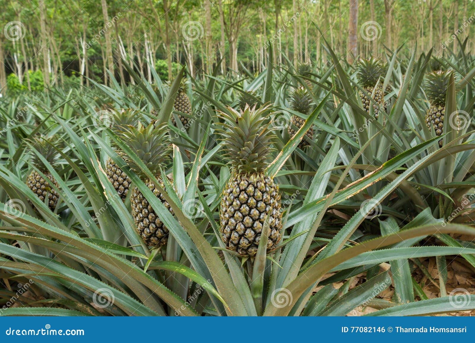Campo Della Pianta Di Ananas Fotografia Stock - Immagine di estate ...