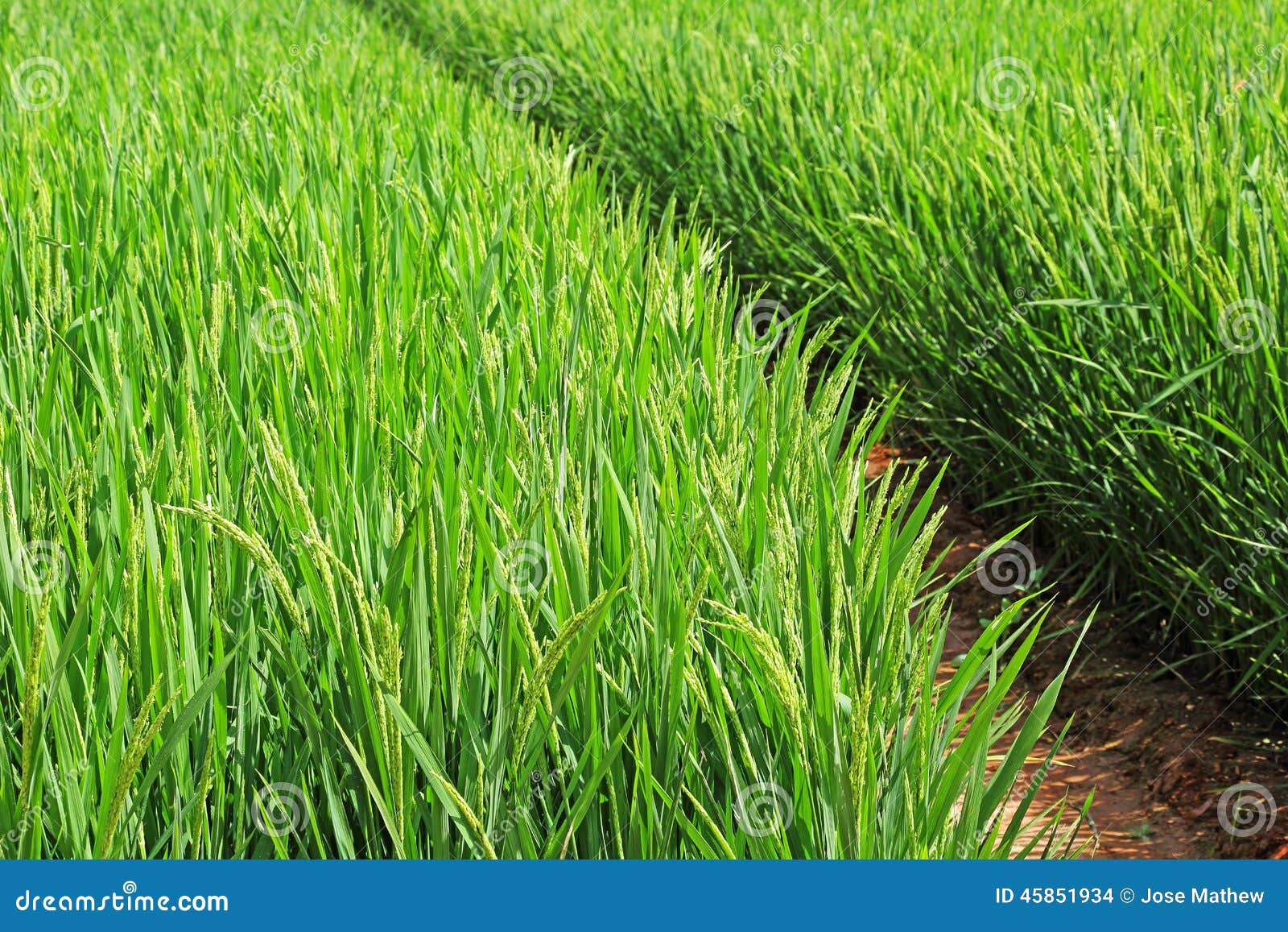 Campo della pianta di riso fotografia stock. Immagine di grano - 45851934
