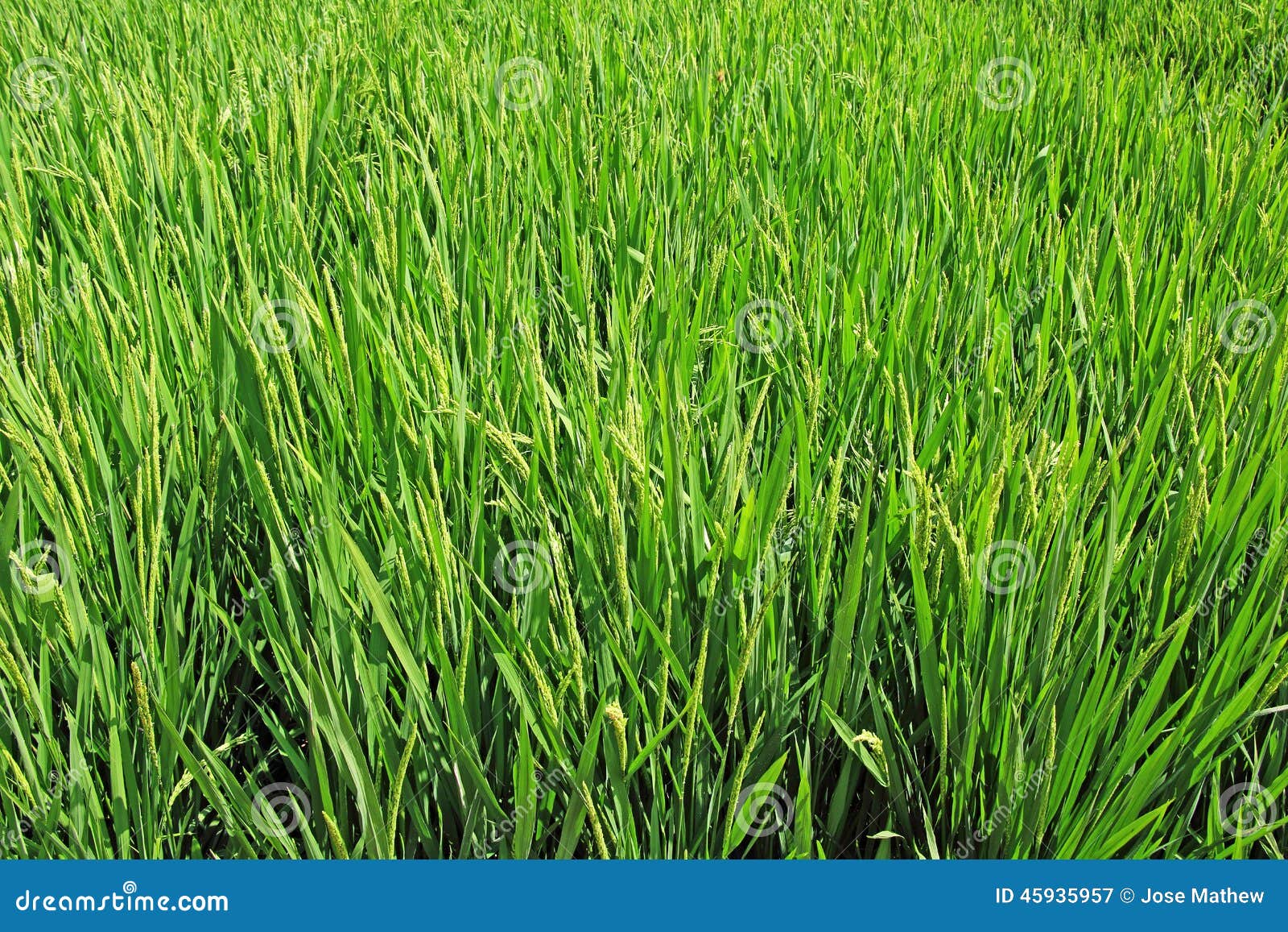 Campo della pianta di riso immagine stock. Immagine di coltura - 45935957