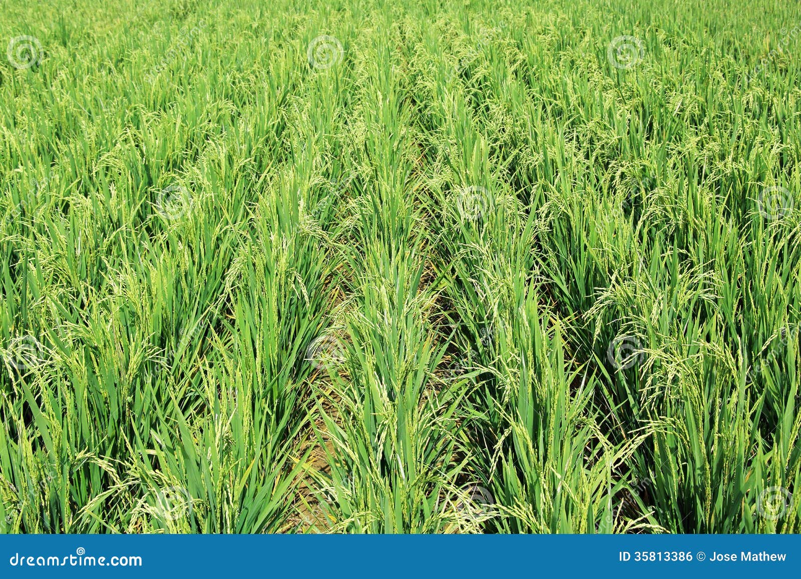 Campo Della Pianta Di Riso Ibrido Fotografia Stock - Immagine di ...