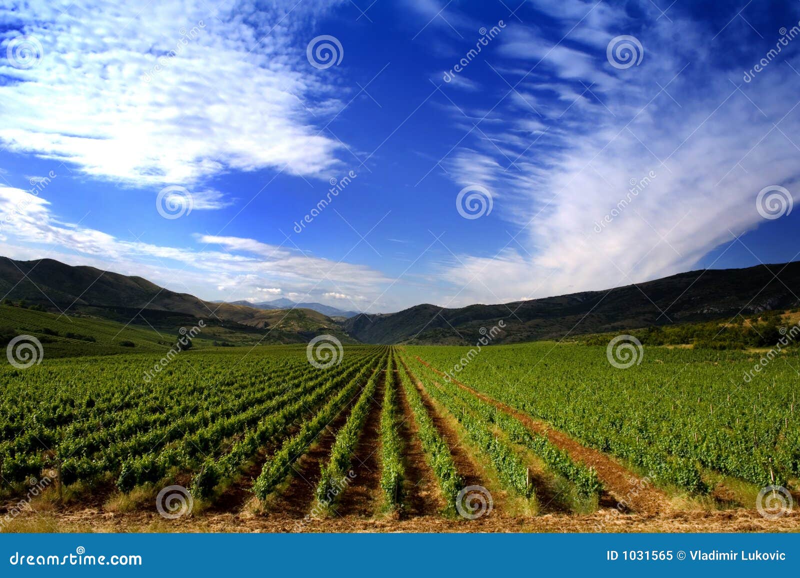 Campo della vigna immagine stock. Immagine di frutteto - 1031565