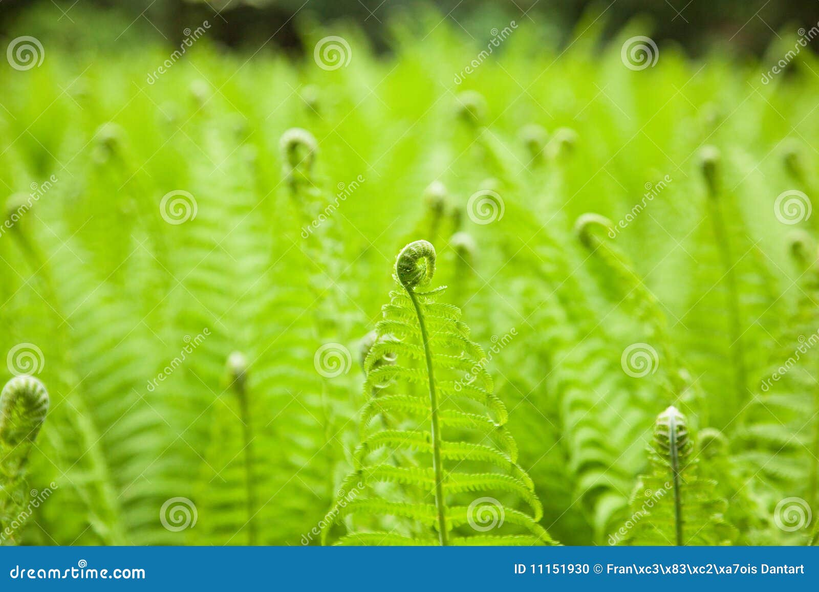 Campo delle felci fotografia stock. Immagine di fogliame - 11151930