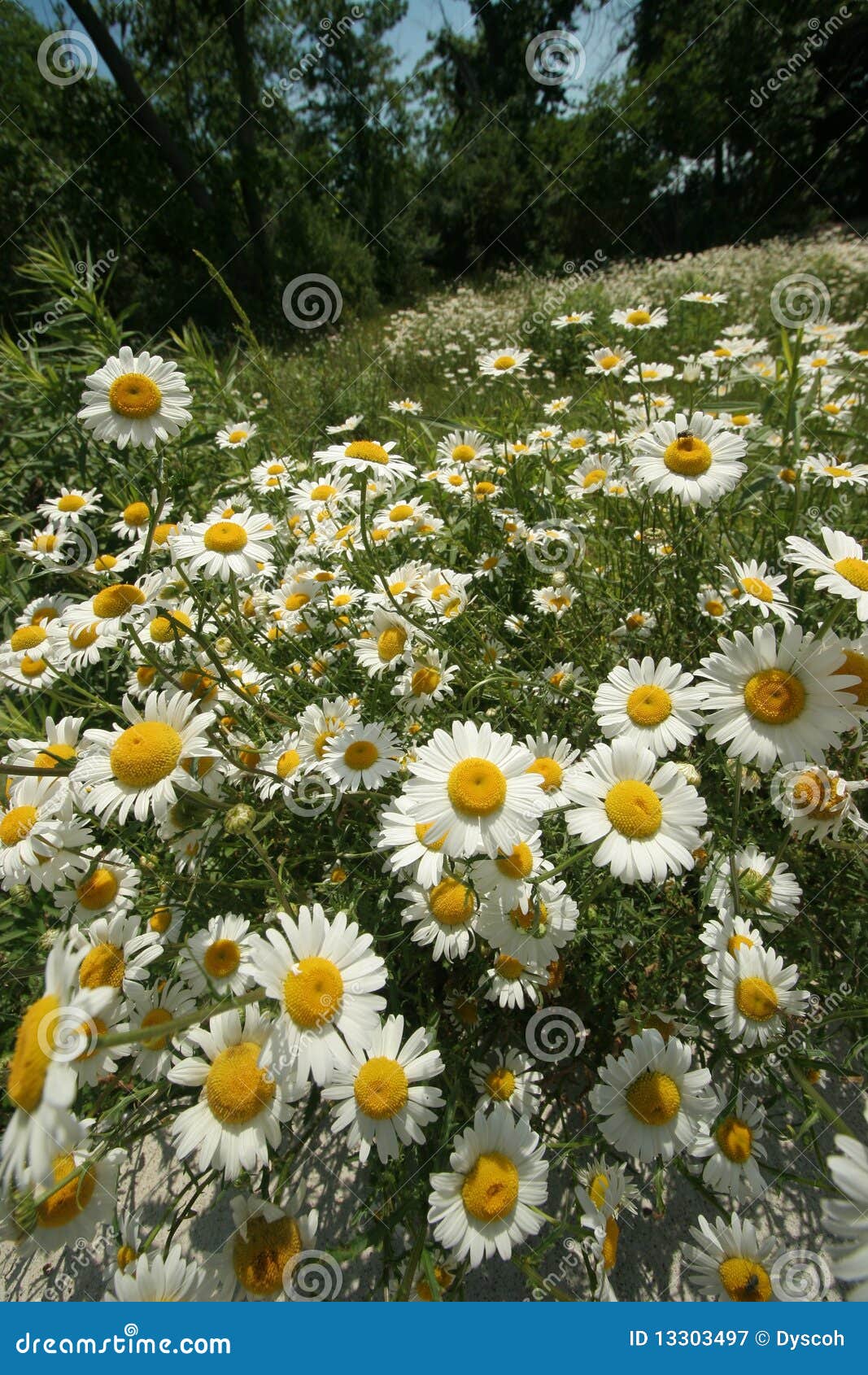 Campo delle margherite immagine stock. Immagine di fiore - 13303497