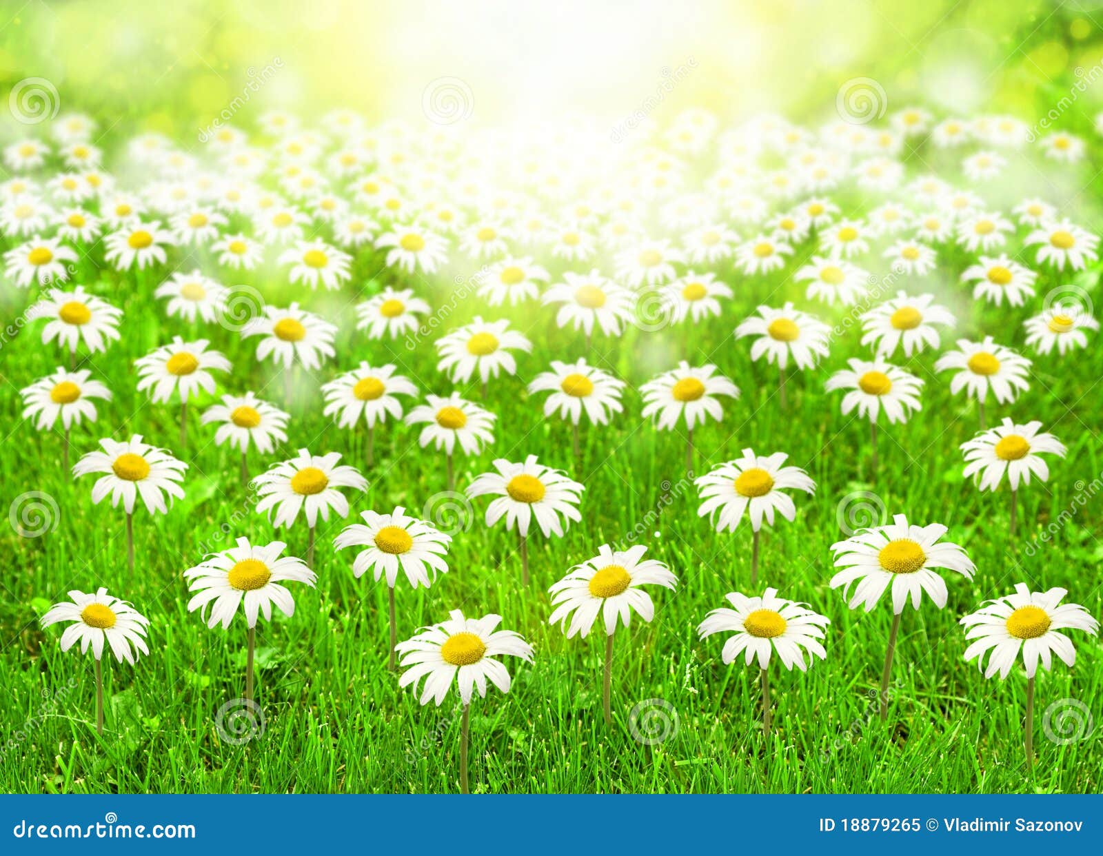 Campo delle margherite immagine stock. Immagine di molla - 18879265