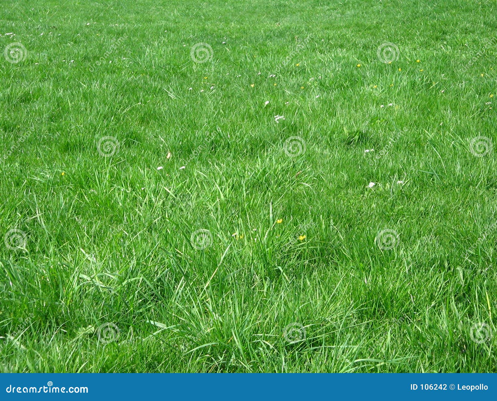 Campo di erba fotografia stock. Immagine di struttura, colore - 106242