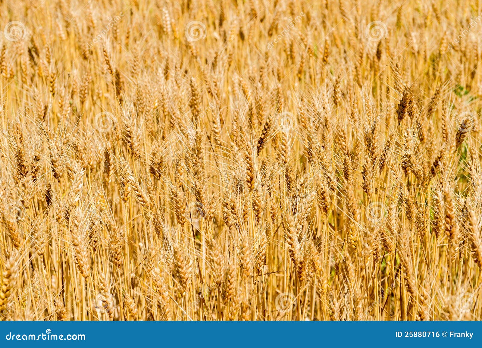 Campo di frumento fotografia stock. Immagine di sviluppo - 25880716