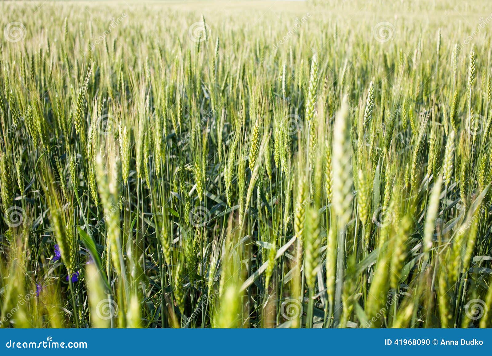 Campo di frumento verde fotografia stock. Immagine di raccolta - 41968090