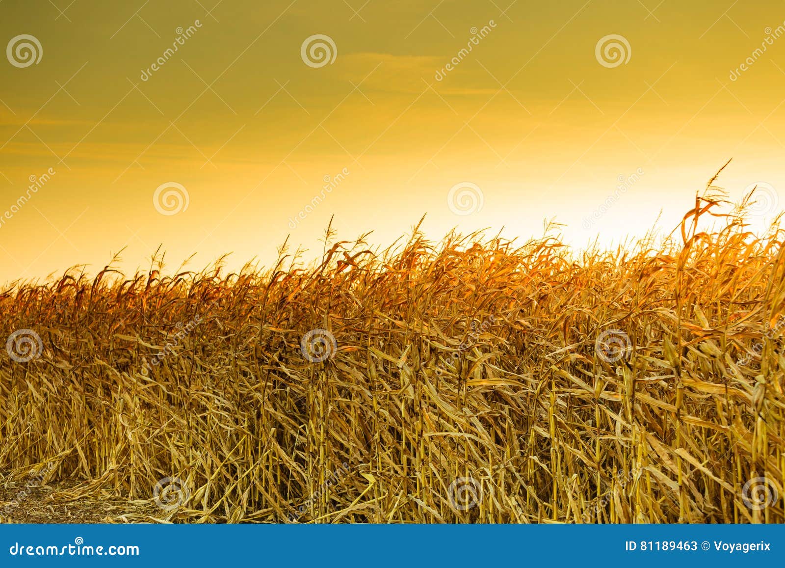 Campo Di Grano Al Tramonto Giallo Immagine Stock - Immagine di campo ...