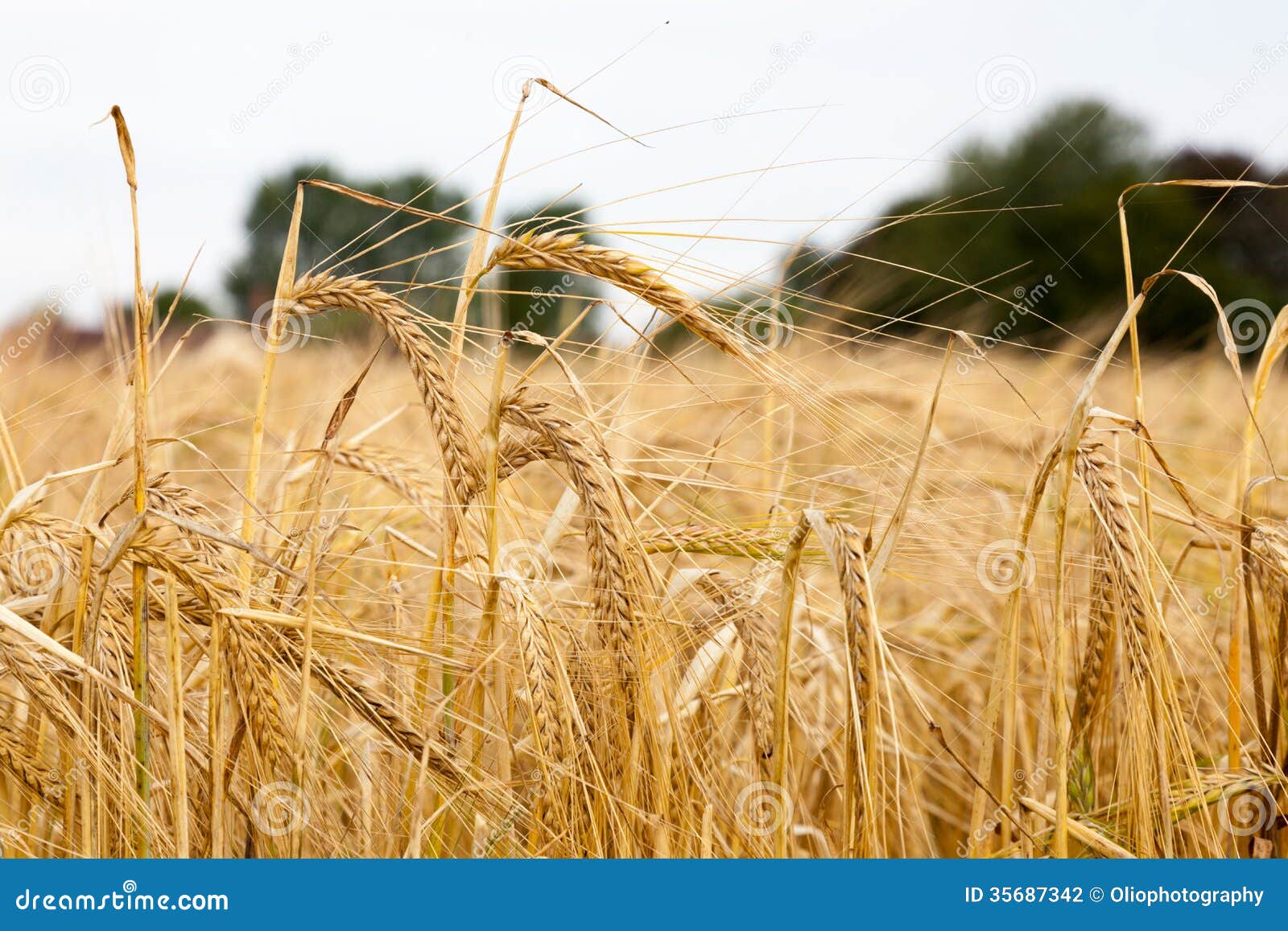 Campo Di Grano Dell'orzo E Del Grano Fotografia Stock - Immagine di ...