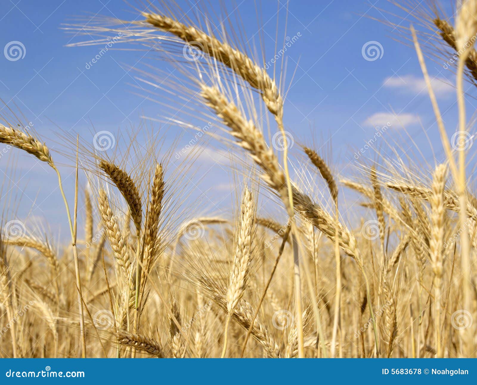 Campo di granulo 10 fotografia stock. Immagine di naughty - 5683678