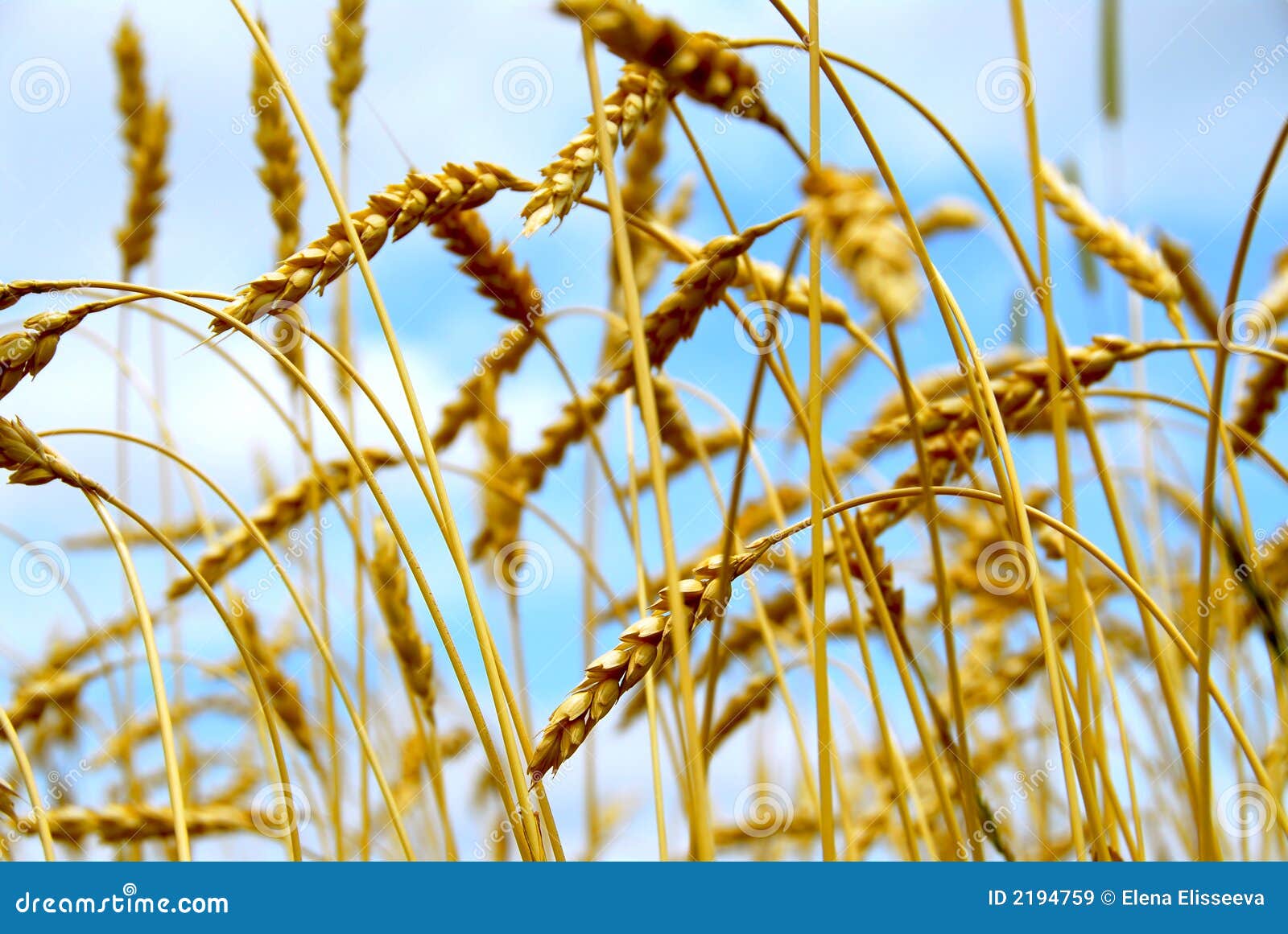Campo di granulo immagine stock. Immagine di alimento - 2194759