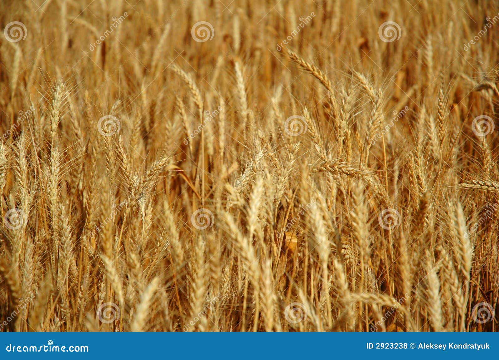 Campo Di Granulo Del Frumento Fotografia Stock - Immagine di pasto ...