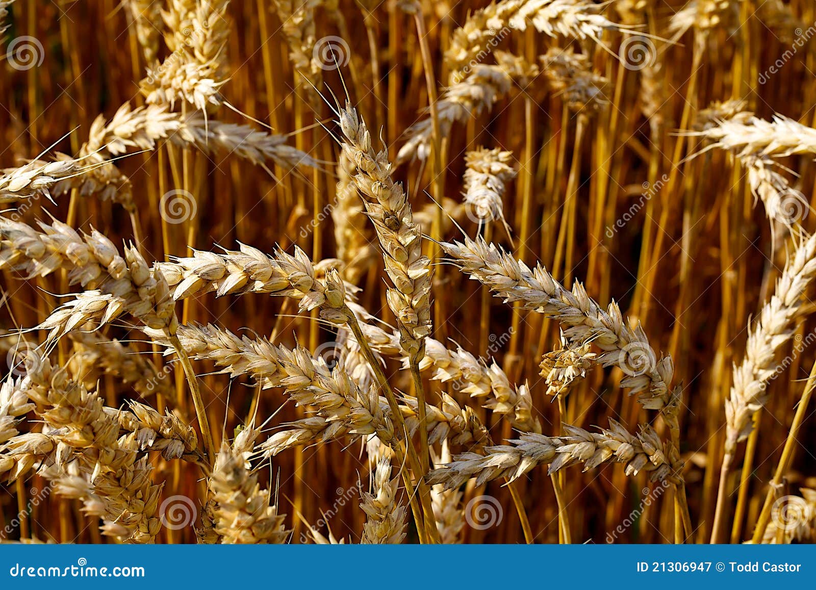 Campo Di Granulo Pronto Per La Raccolta Immagine Stock - Immagine di ...