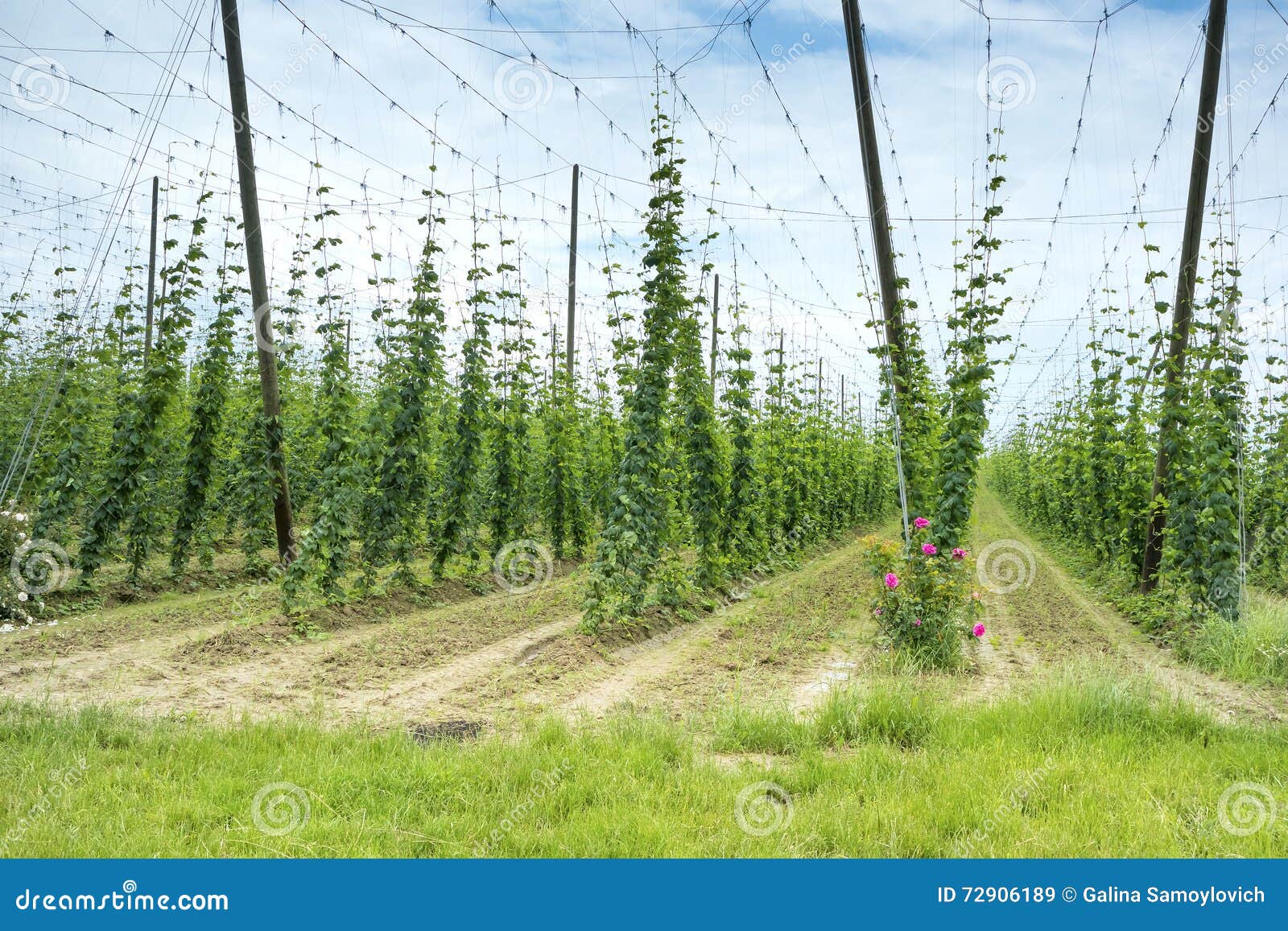 Campo Di Luppolo in Francia Immagine Stock - Immagine di raccolta ...