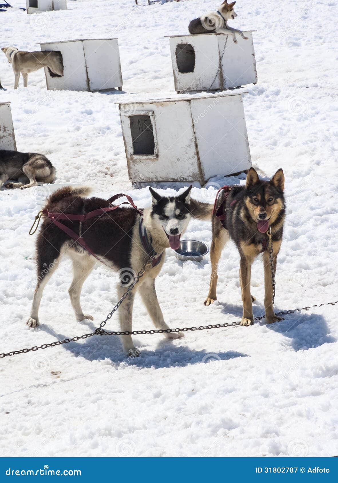Campo Di Musher - Husky Dogs Immagine Stock - Immagine di muffola ...