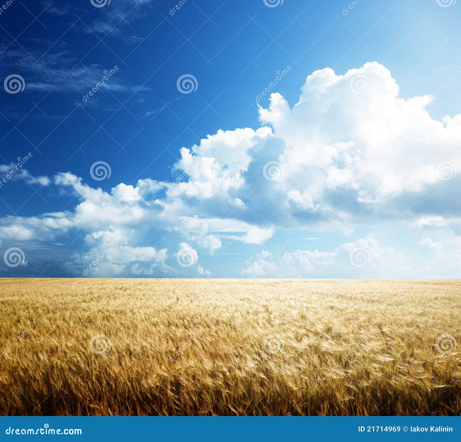 Campo di orzo immagine stock. Immagine di asciutto, podere - 21714969