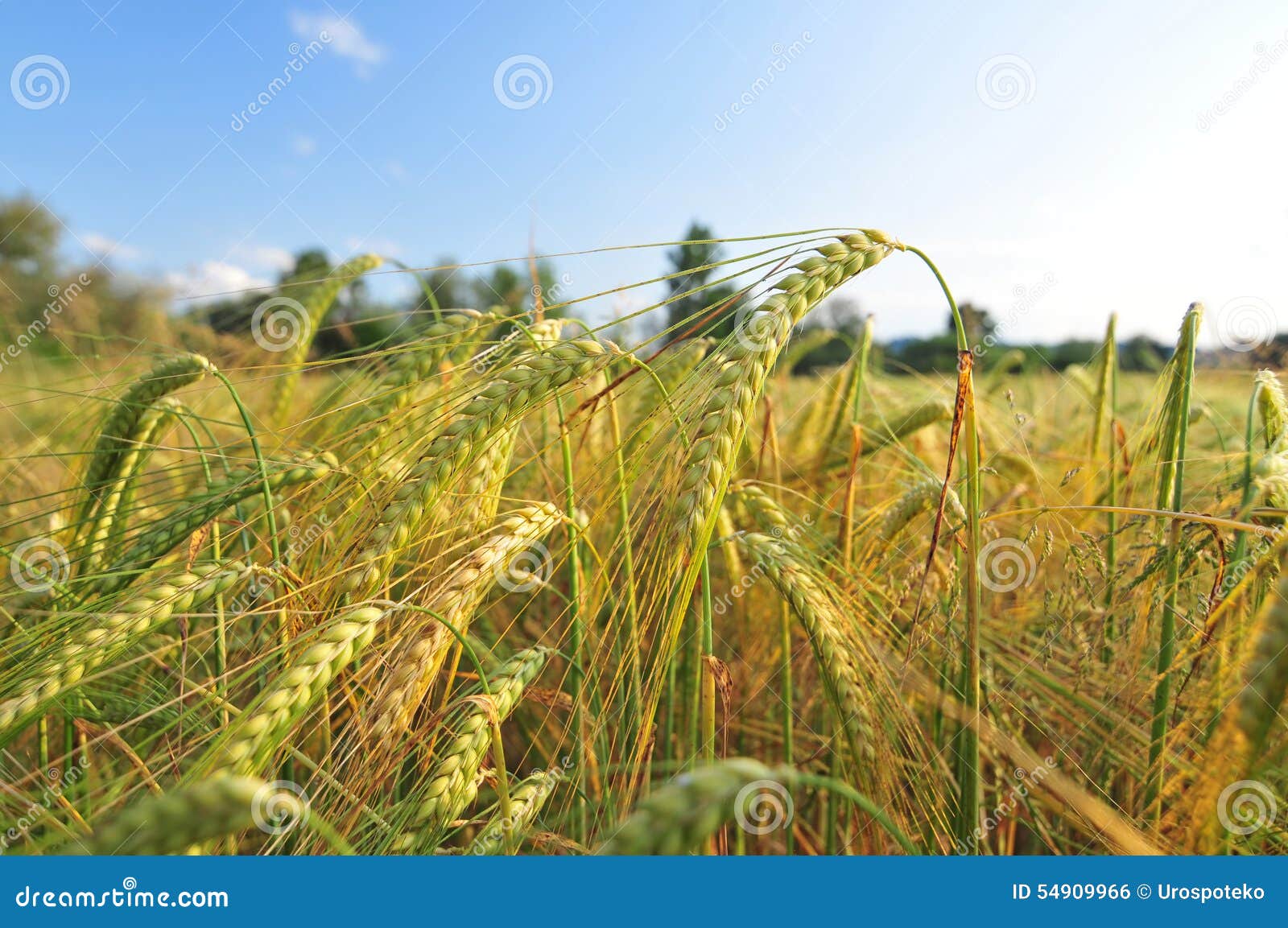 Campo di orzo fotografia stock. Immagine di cielo, orzo - 54909966