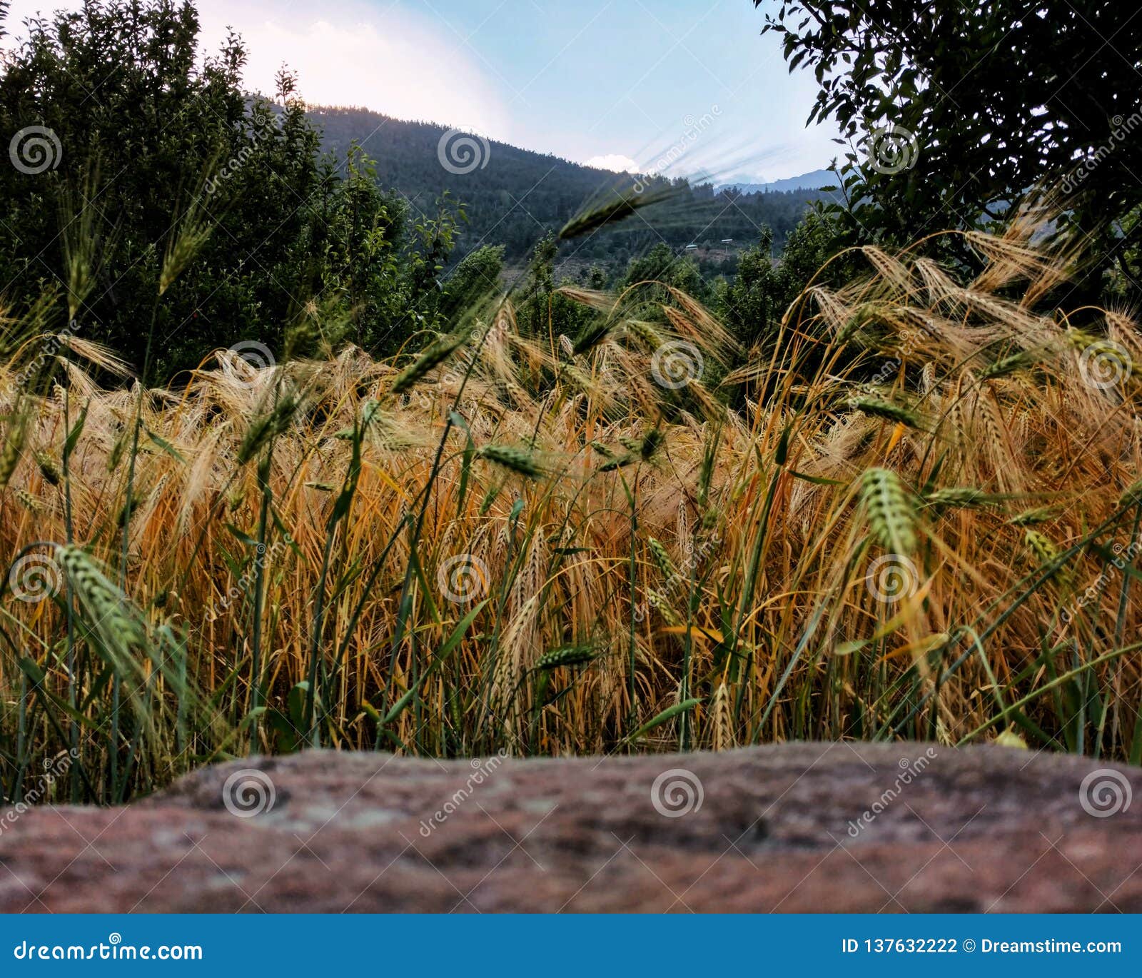 Campo Di Orzo Con Le Montagne Fotografia Stock - Immagine di ...