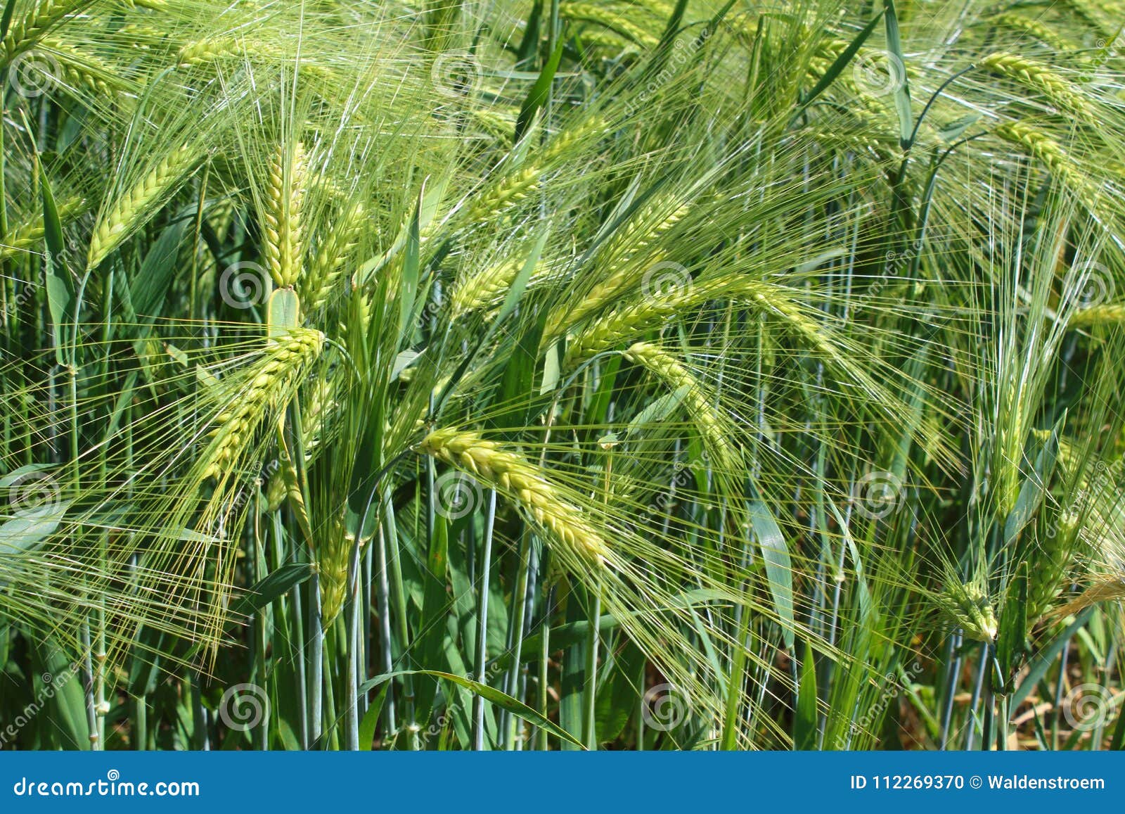Campo Di Orzo Con Le Orecchie Dell'orzo Fotografia Stock - Immagine di ...