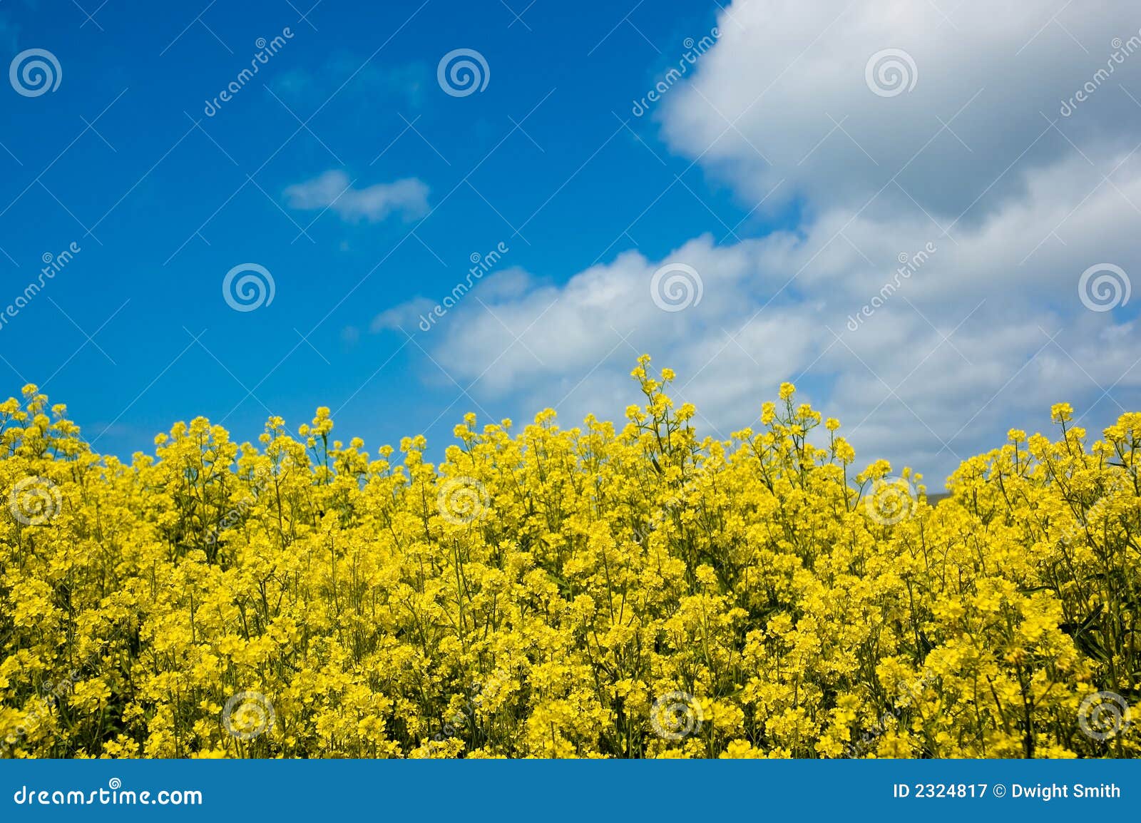Campo di senape immagine stock. Immagine di infinito, felice - 2324817