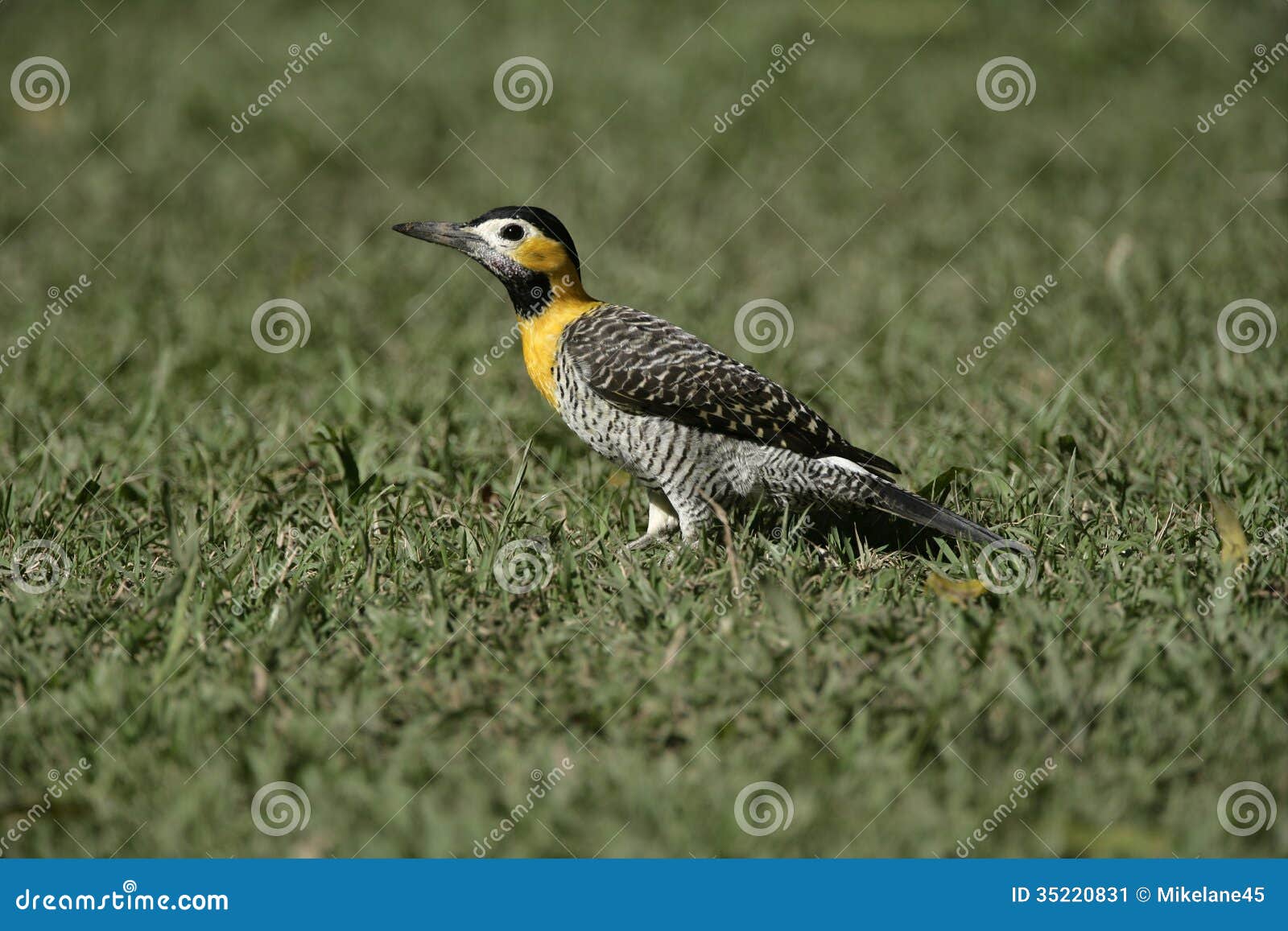 Campo Flicker, Colaptes Campestris Stock Image - Image of campestris ...