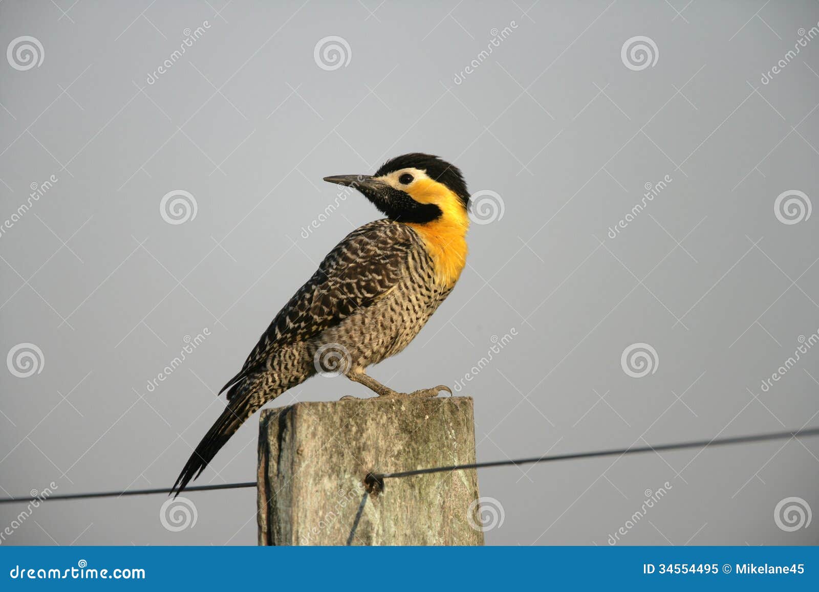 Campo Flicker, Colaptes Campestris Stock Image - Image of south, campo ...
