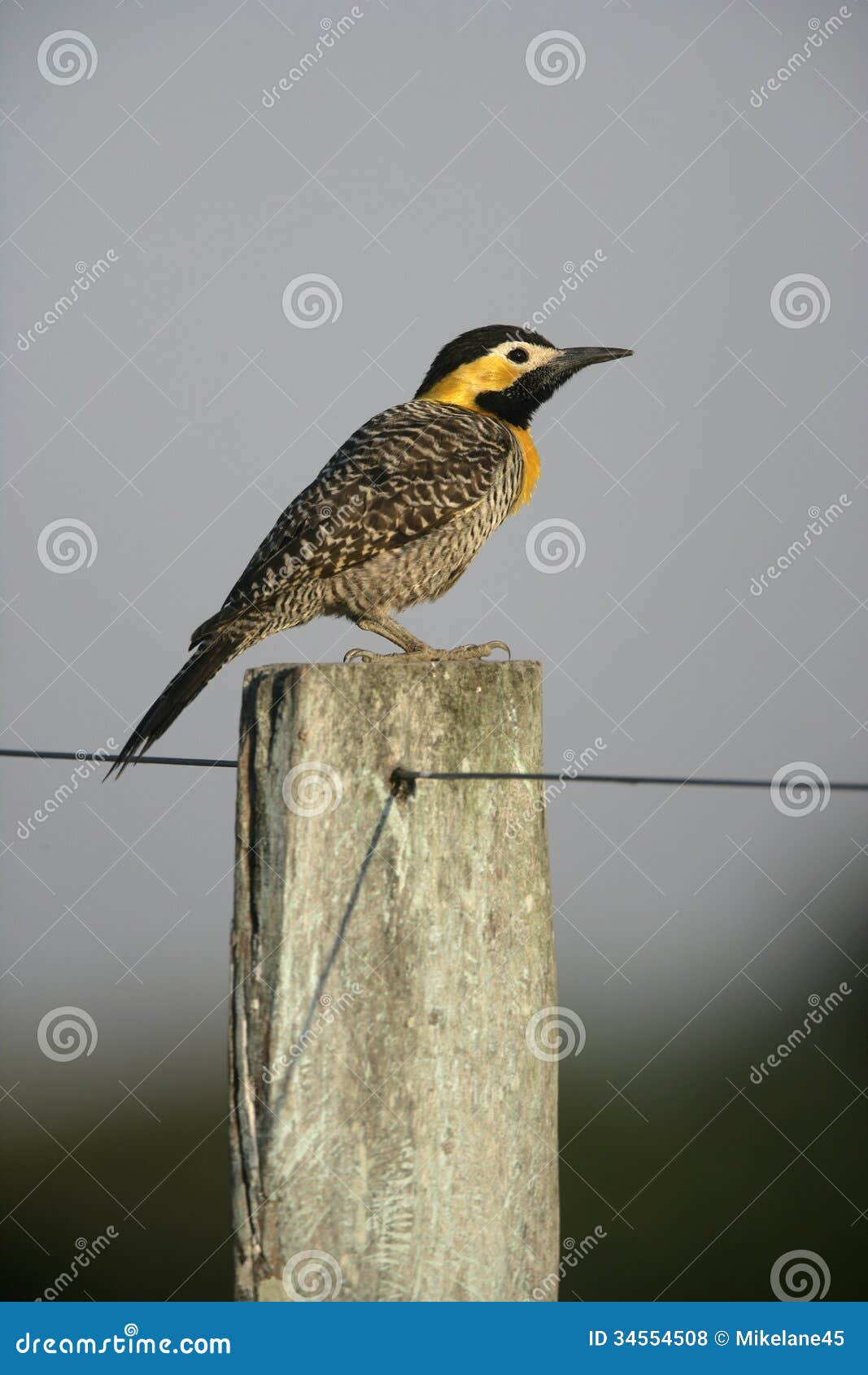 Campo Flicker, Colaptes Campestris Stock Photo - Image of america ...