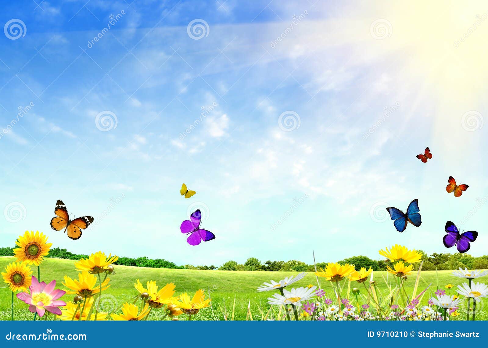 Campo florido foto de archivo. Imagen de césped, horizonte - 9710210