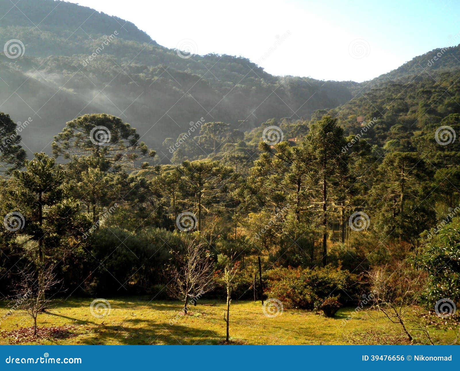 Campo Forest Landscape Del Brasil Foto de archivo - Imagen de brasil ...