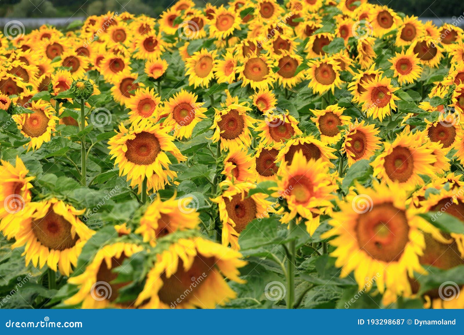 Campo Infinito De Girasoles Amarillos Imagen de archivo - Imagen de ...