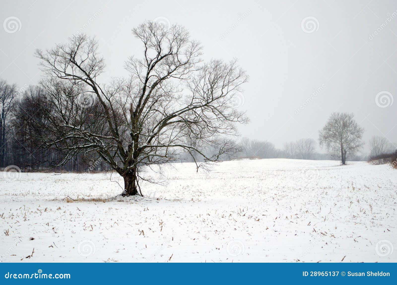 Campo innevato immagine stock. Immagine di nave, campo - 28965137