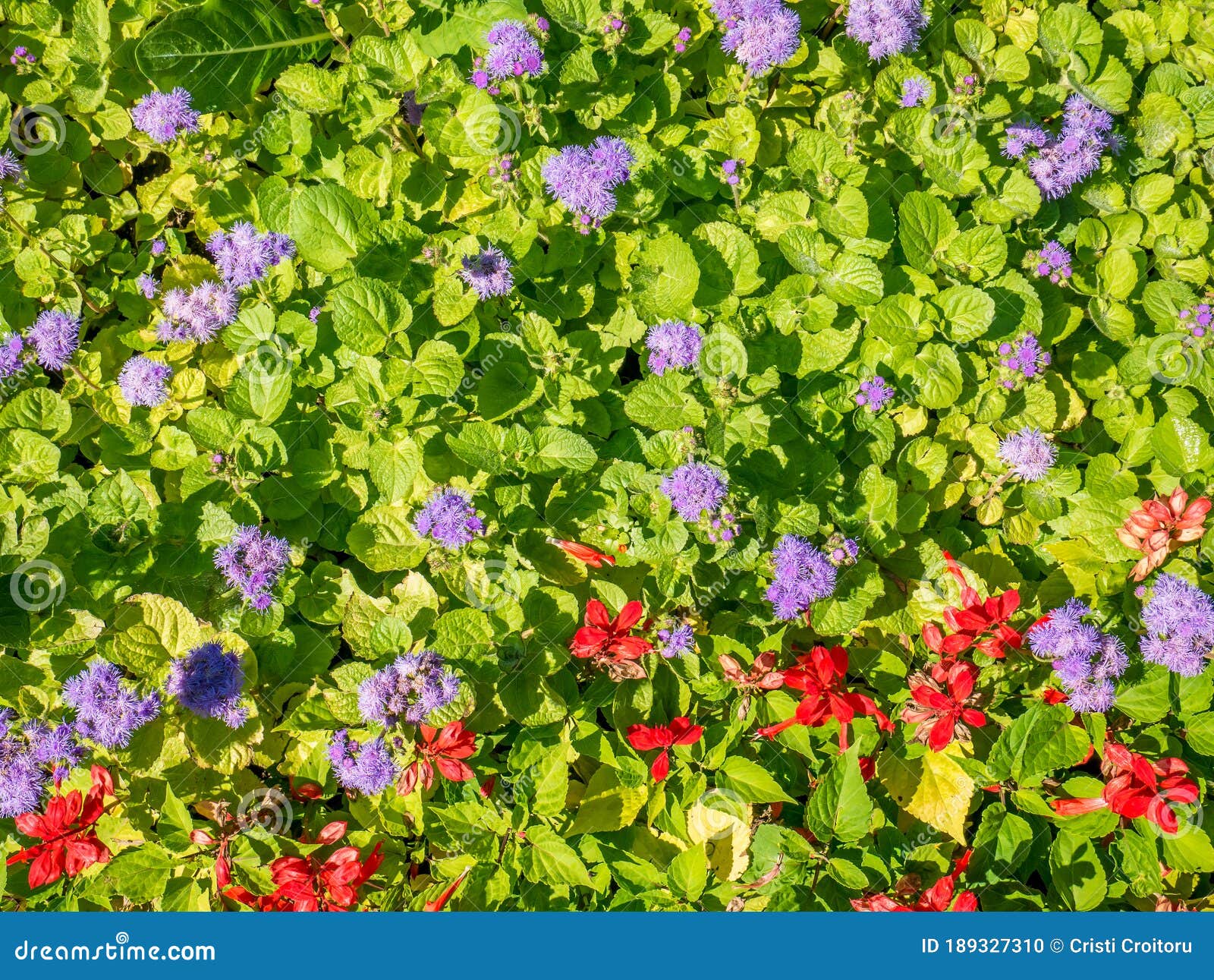 Campo Lleno De Ageratum Houstonianum Flores O Flores Flotantes Flores