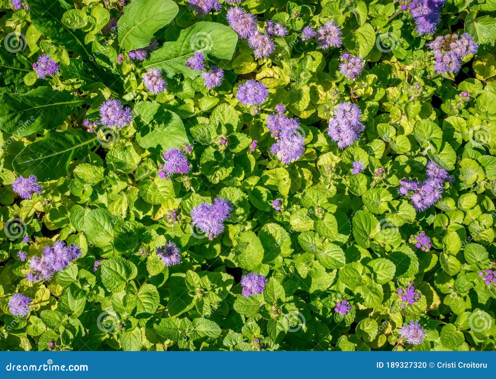 Campo Lleno De Ageratum Houstonianum Flores O Flores Flotantes Flores