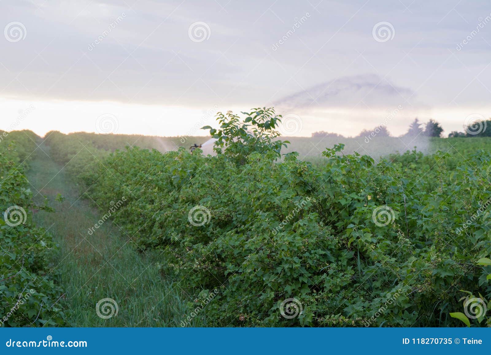 Campo que es regado imagen de archivo. Imagen de baya - 118270735