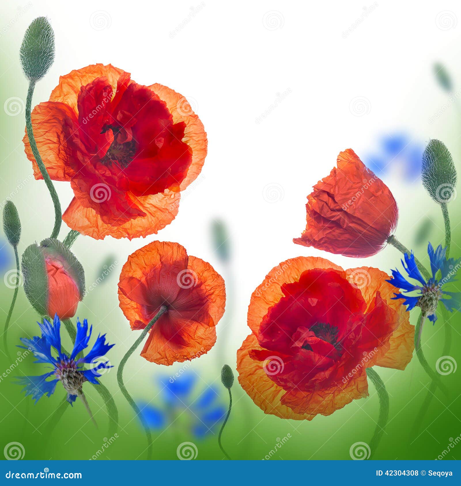 Campo Rosso Dei Papaveri E Fiordalisi Blu Fotografia Stock - Immagine ...