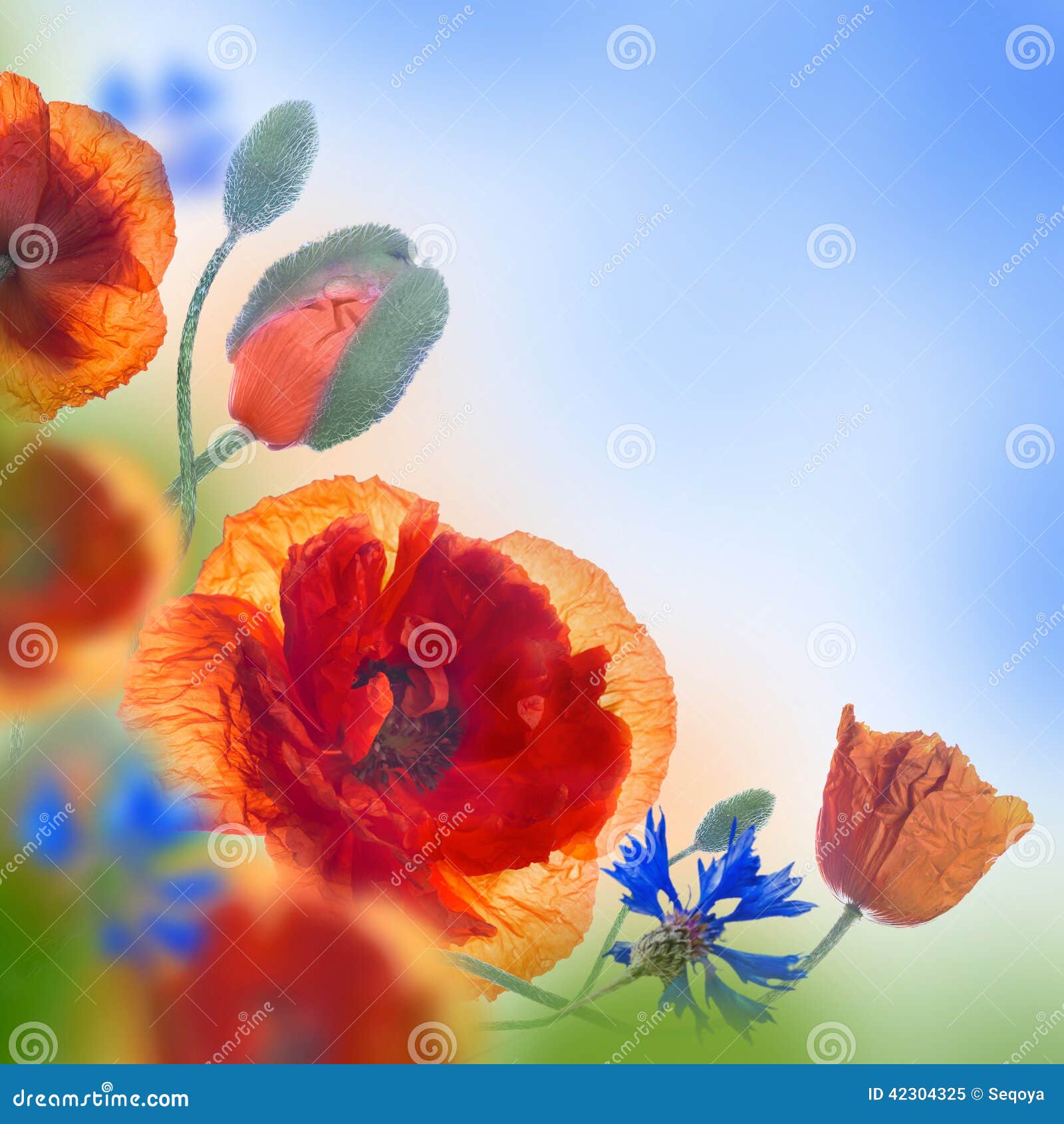 Campo Rosso Dei Papaveri E Fiordalisi Blu Immagine Stock - Immagine di ...