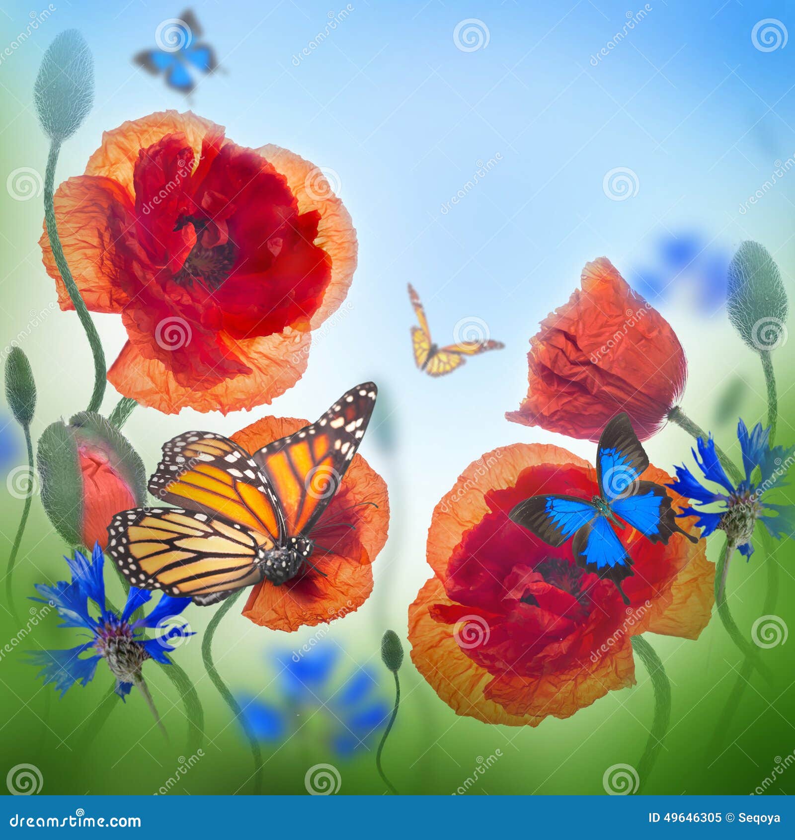 Campo Rosso Dei Papaveri E Fiordalisi Blu Immagine Stock - Immagine di ...