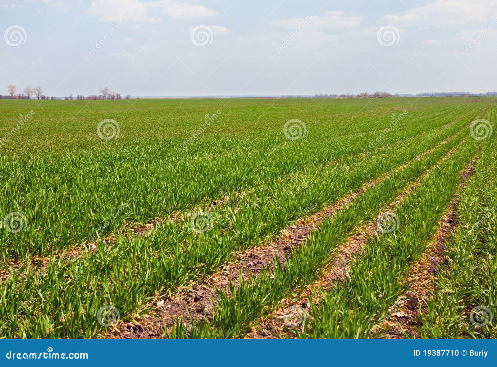 Campo sembrado foto de archivo. Imagen de cielo, verde - 19387710