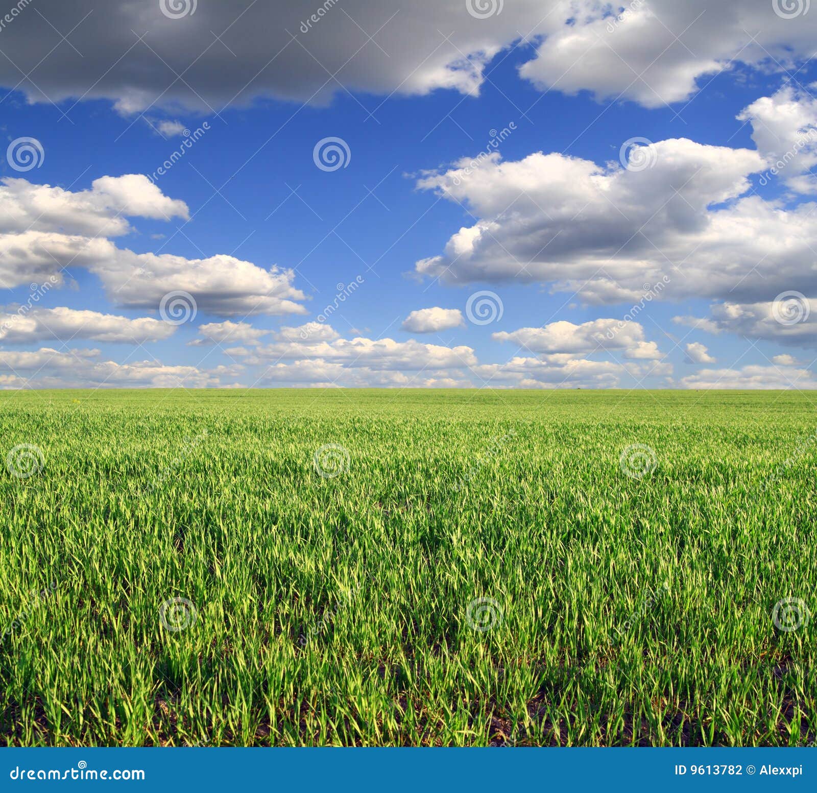 Campo verde fotografia stock. Immagine di campo, verde - 9613782