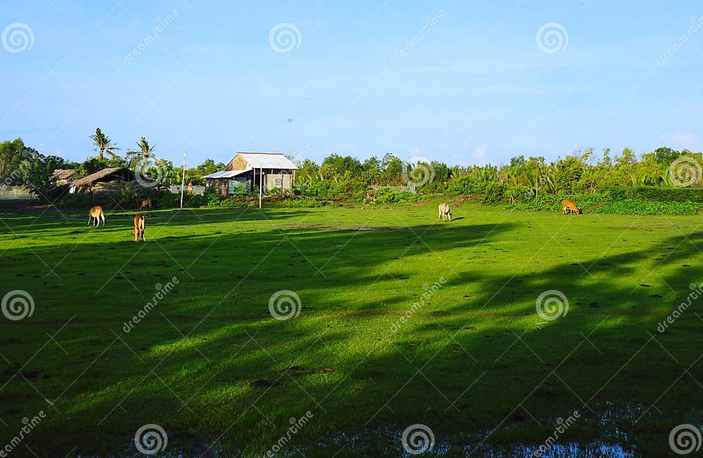 Campo verde calmo imagem de stock. Imagem de verde, bonito - 60518843