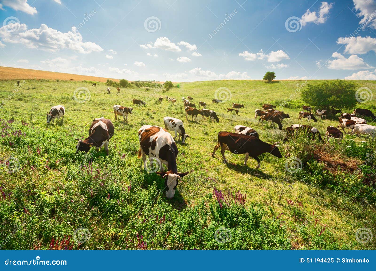 Campo verde con las vacas imagen de archivo. Imagen de celaje - 51194425