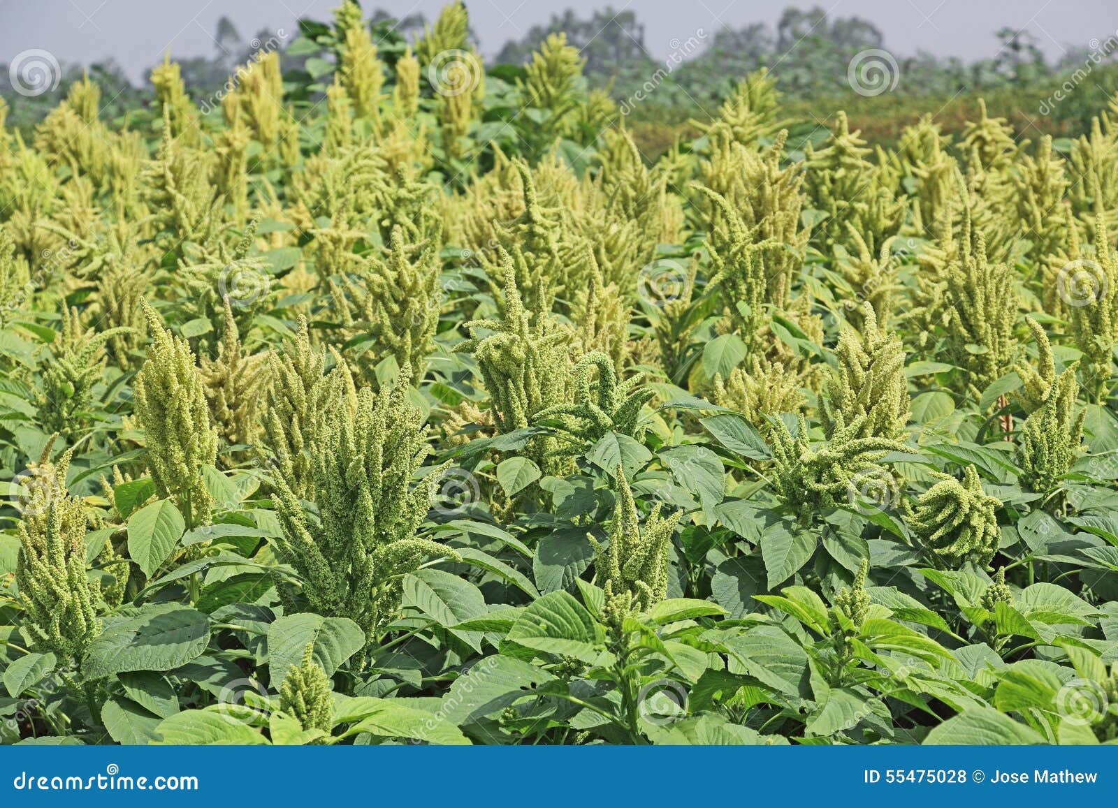 Campo Verde Indio Del Amaranto Foto de archivo - Imagen de arbusto, verde: 55475028