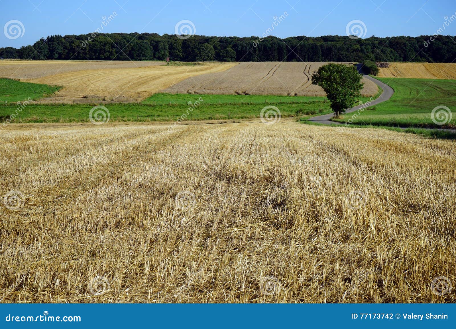 Campo y pasto de trigo foto de archivo. Imagen de cosecha - 77173742