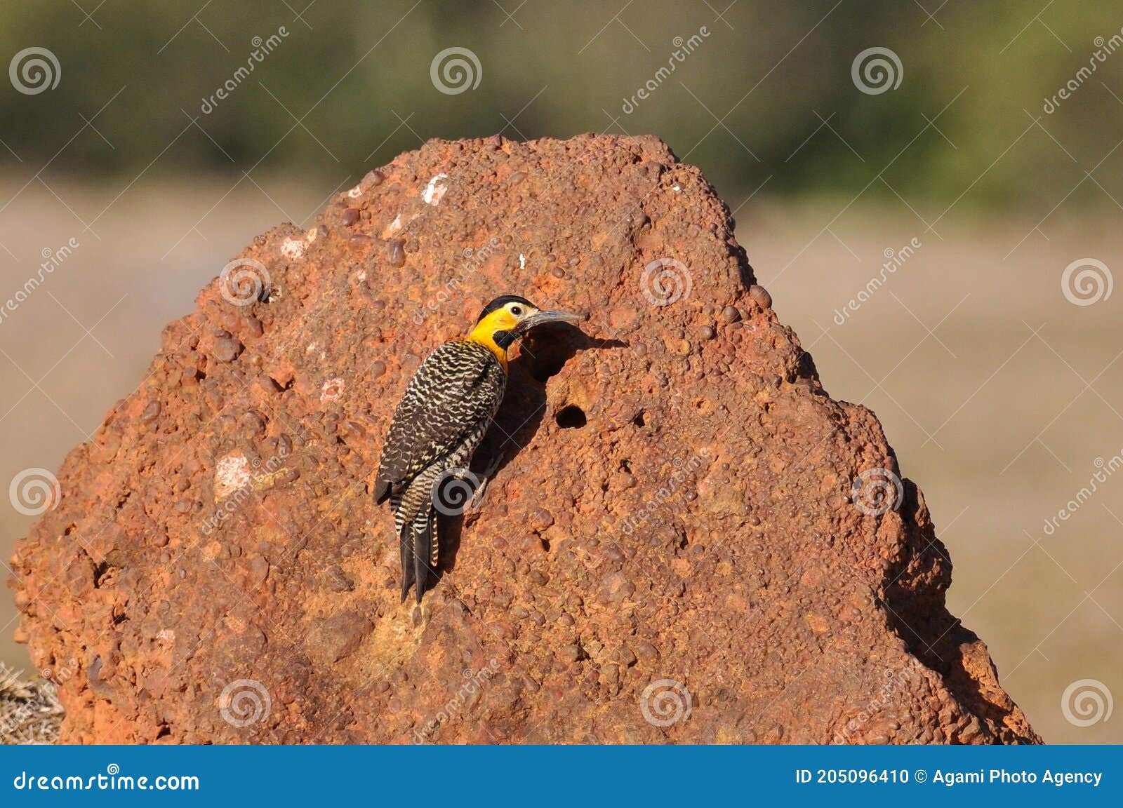 Campogrondspecht, Campo Flicker, Colaptes Campestris Stock Photo ...