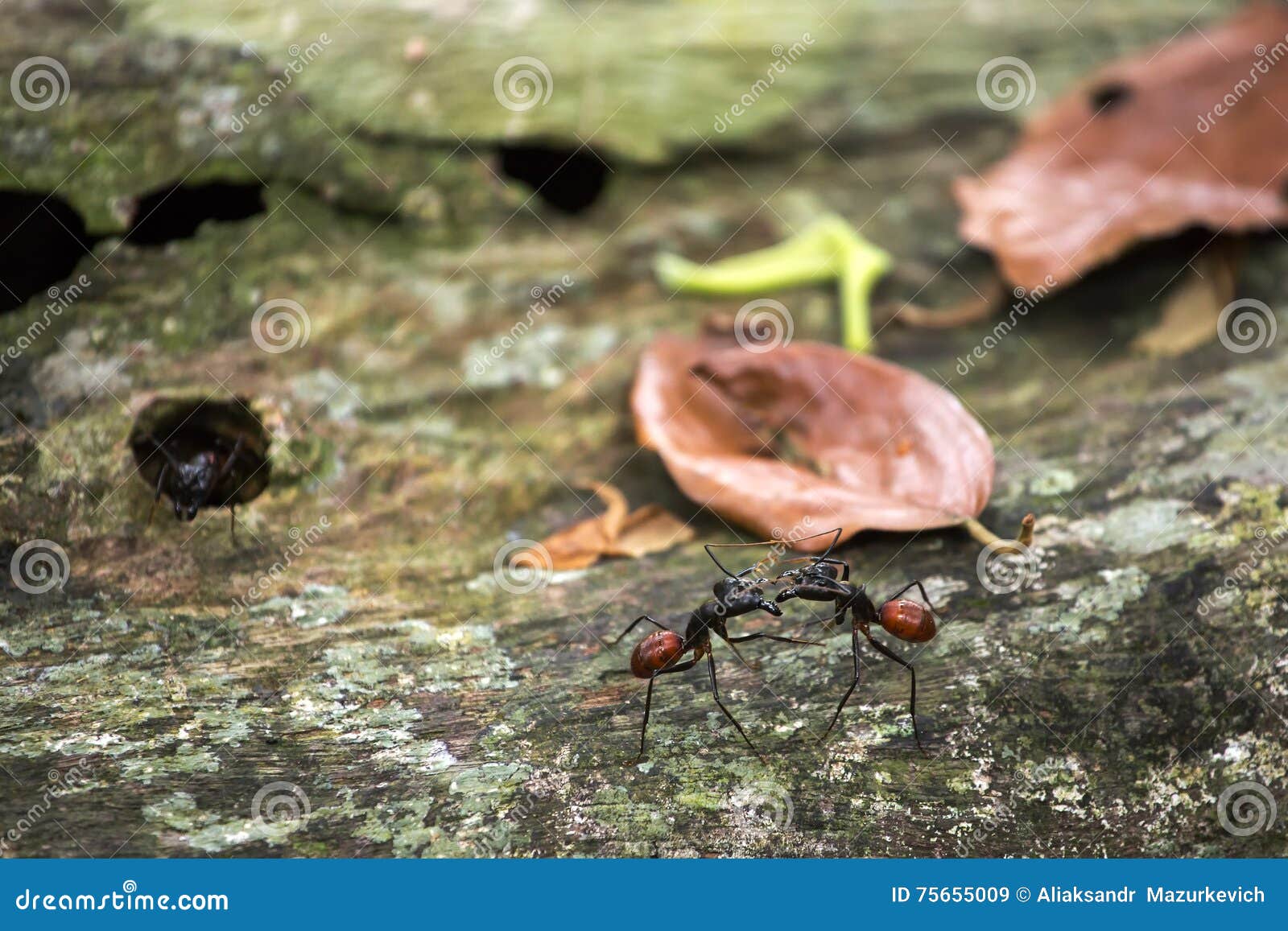 Camponotus Gigas or Giant Forest Ant Stock Image - Image of forest ...