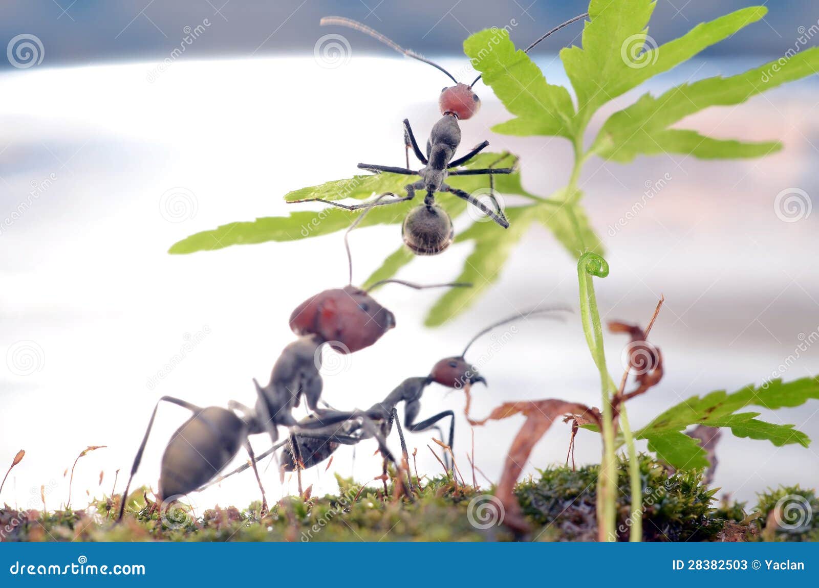 Camponotus singularis stock image. Image of insects, plans - 28382503